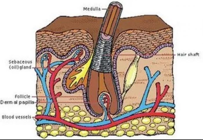 Hair Structure and Growth | Hera Hair Beauty